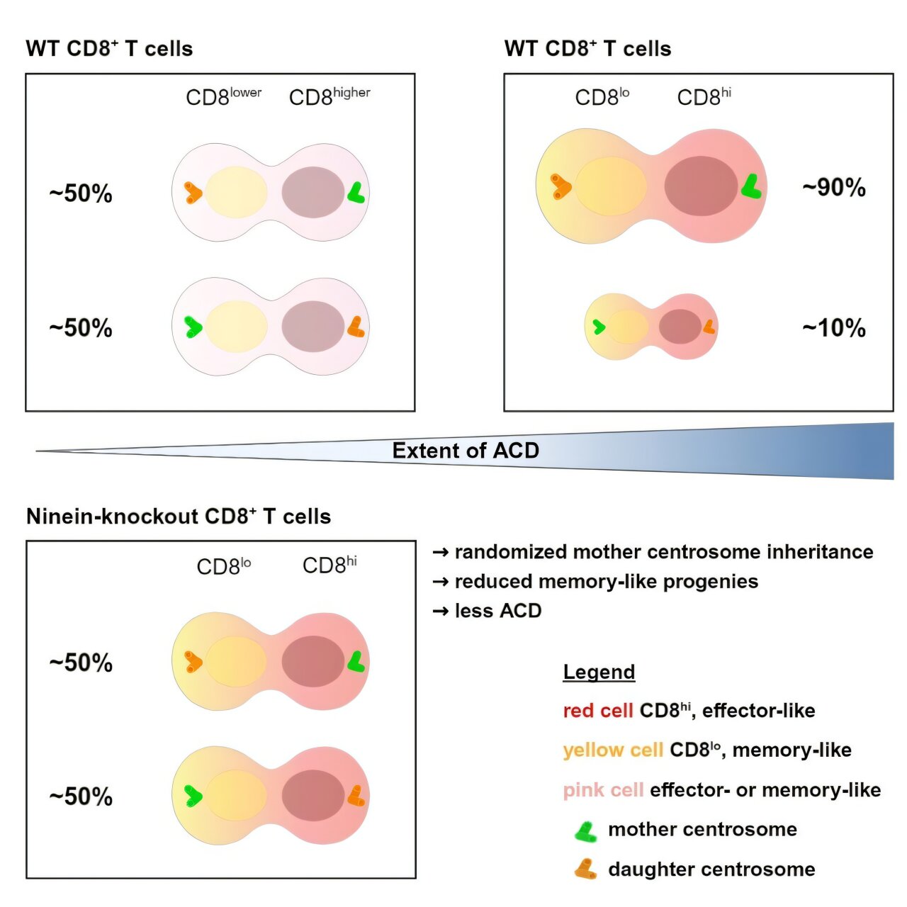 Targeted centrosome inheritance during CD8⁺ T cell division plays role ...