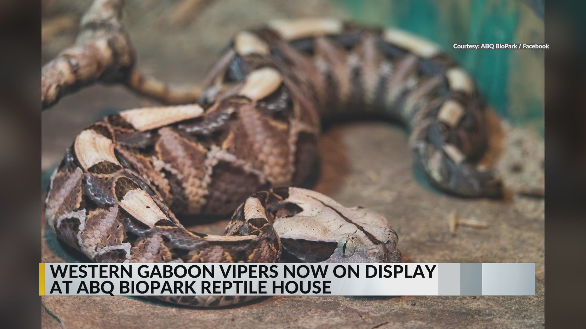 Western Gaboon Vipers now on display at ABQ BioPark