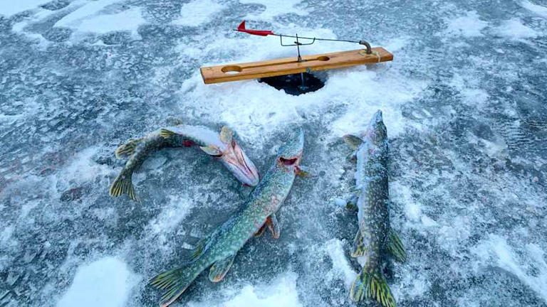 How to Pickle Northern Pike: A Traditional Recipe for Ice Fishing ...
