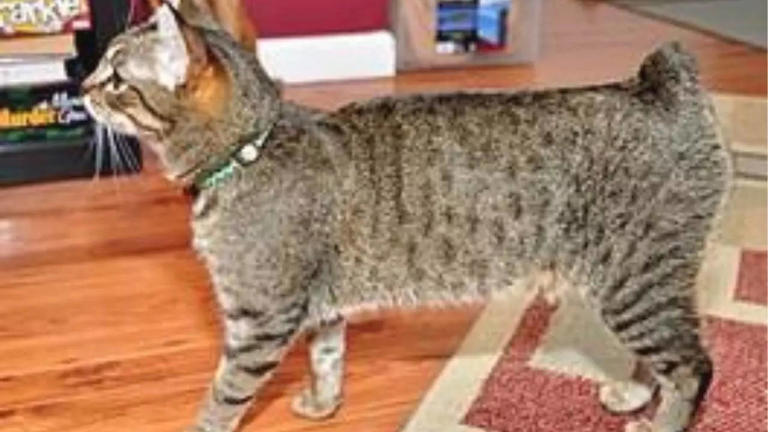 The fascinating world of Bobtail cats