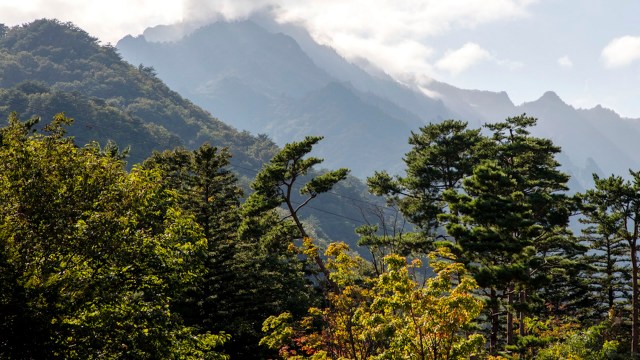 New study reveals devastating news impacting iconic, beloved trees ...