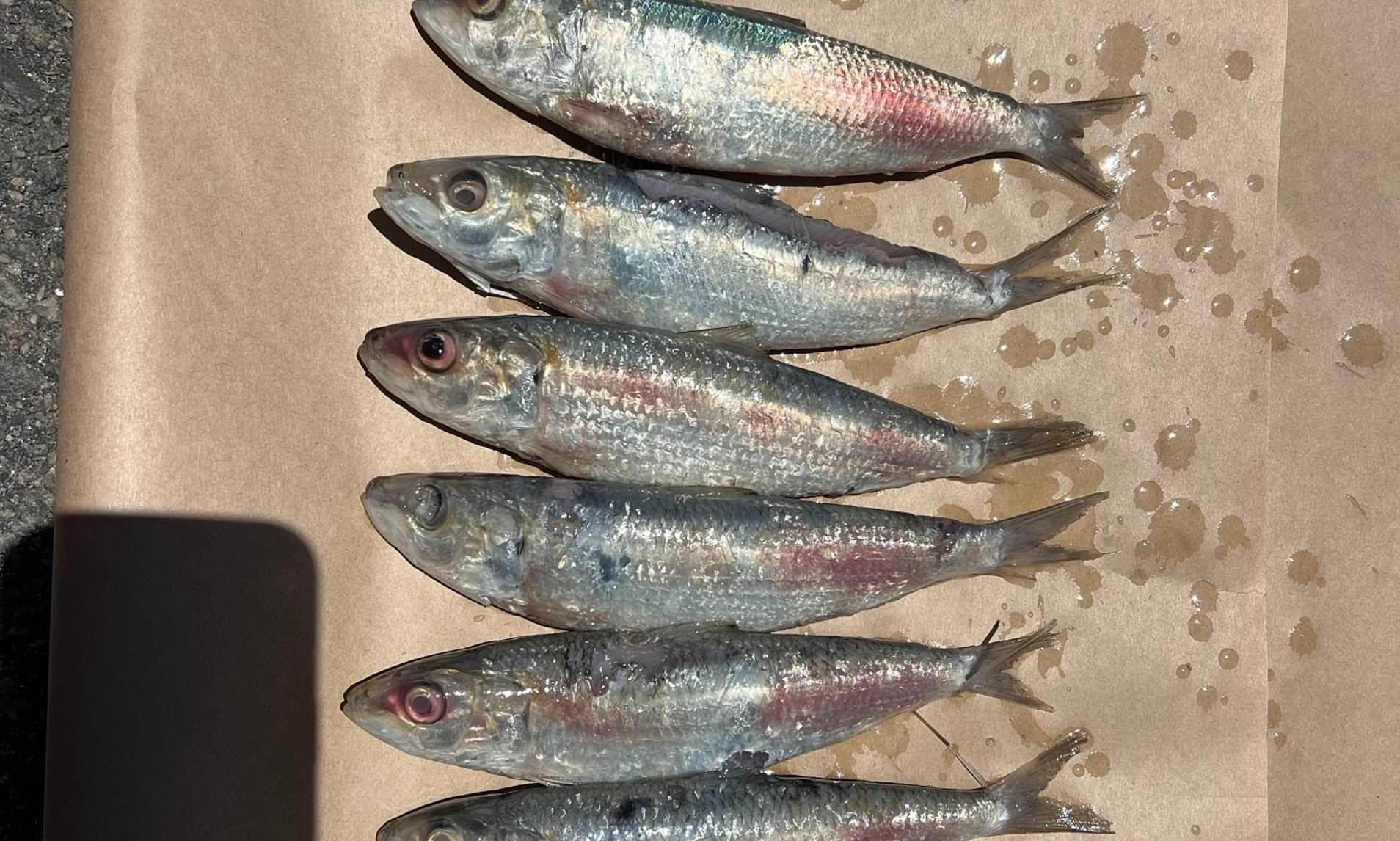 Mystery as hundreds of dead fish suddenly wash up on popular beach