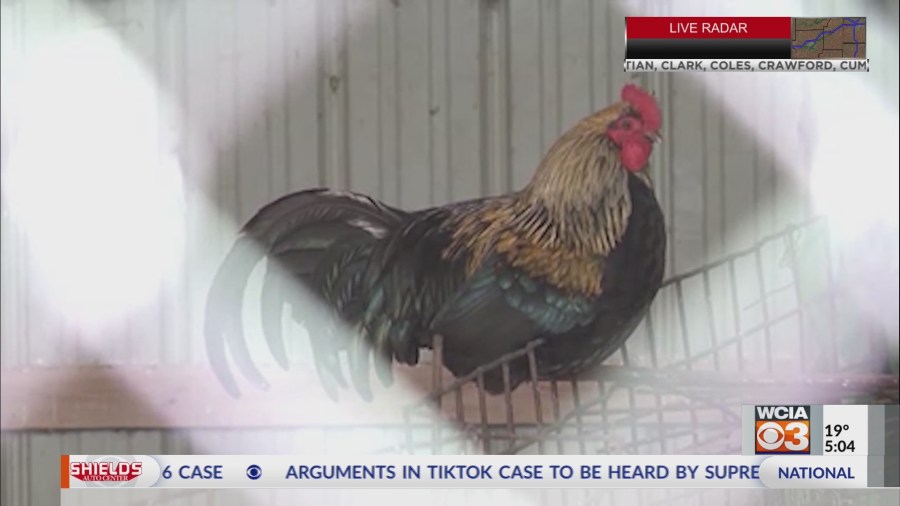 What do I need to know about bird flu? U of I suggests safety tips