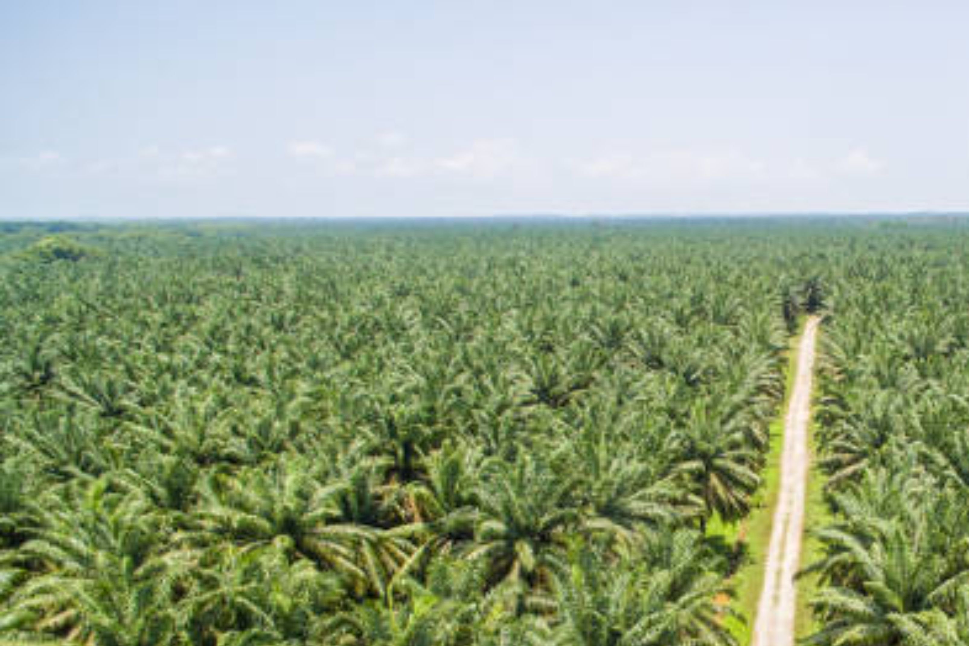 Kejagung Serahkan 216.997 Hektare Lahan Sawit Sitaan Kasus Duta Palma ...