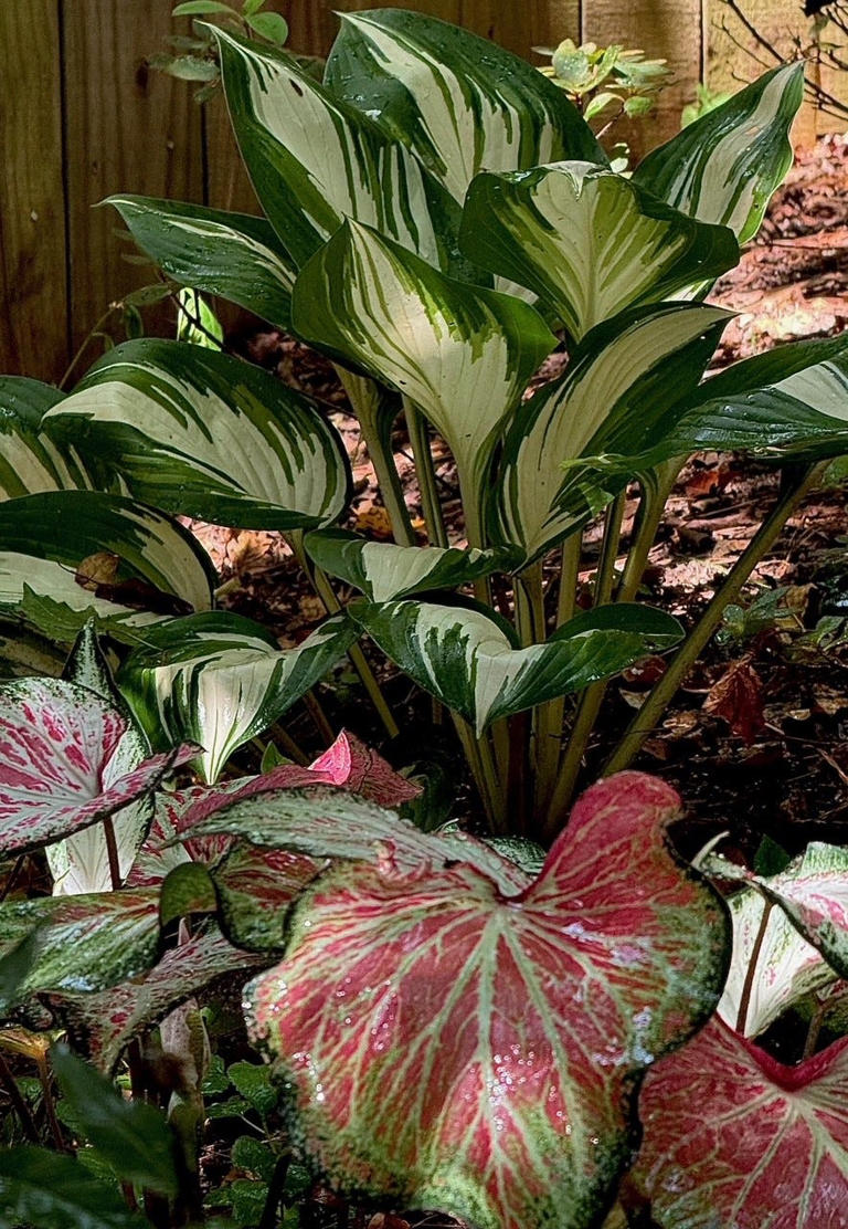 What to Plant: Garden Guy has a Heart to Heart talk on 'Blushing Bridge ...