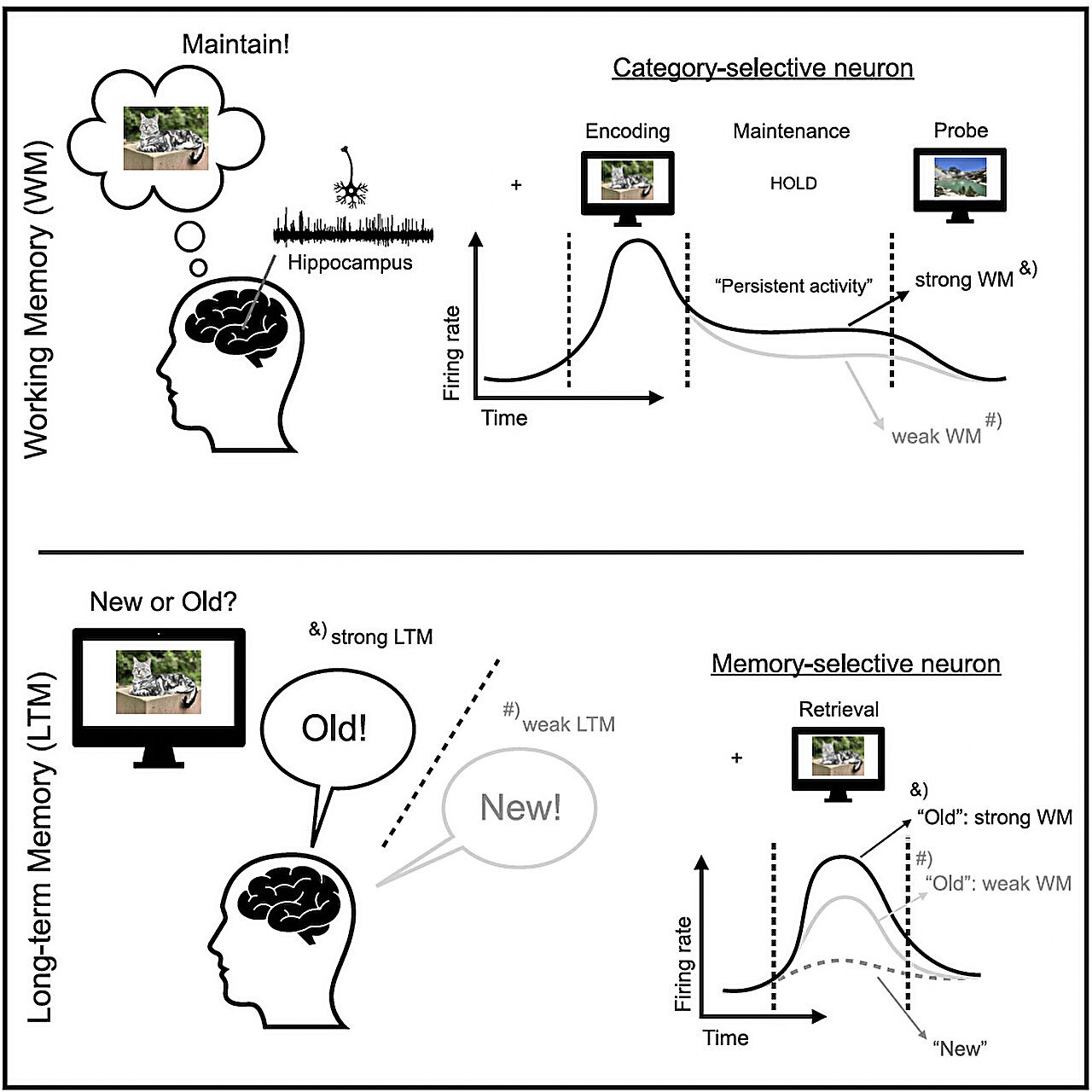 Single-neuron mechanism may bridge gap between working memory and long ...
