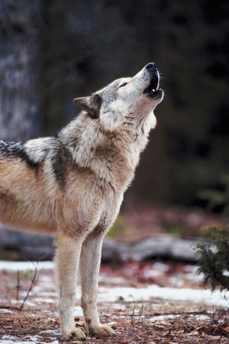 The first full moon of the year will shine tomorrow