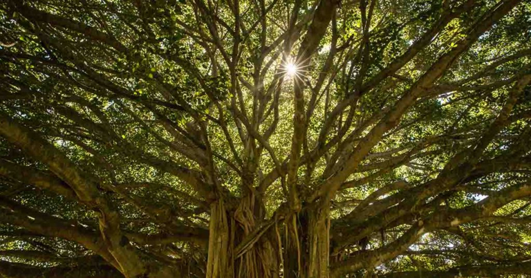 Explore The Great Banyan, a Living Giant Spanning Nearly 5 Acres