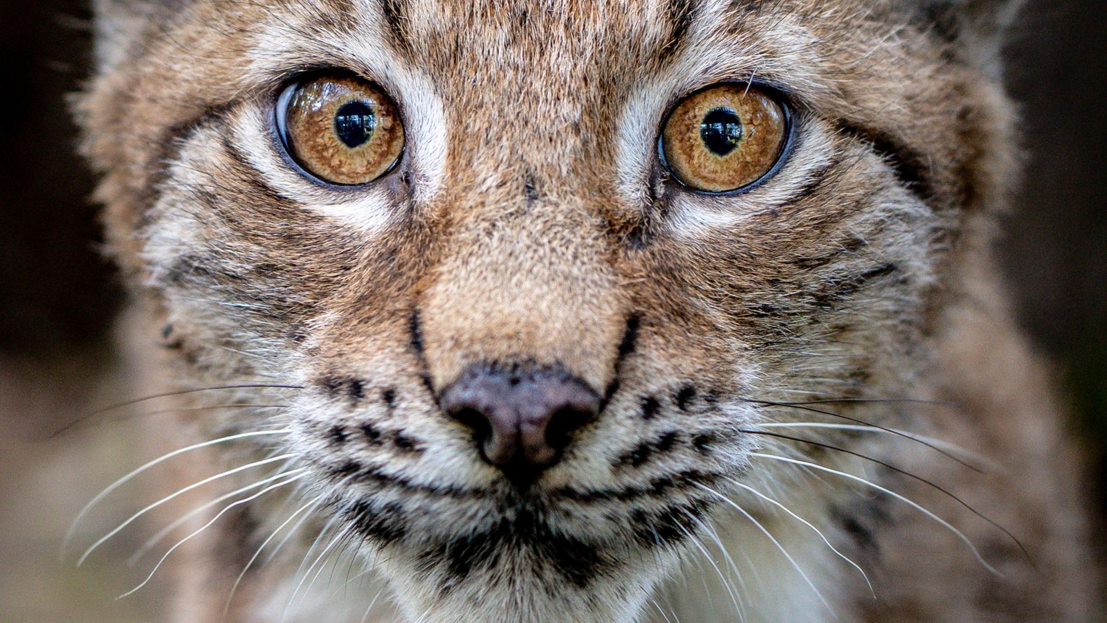 Two more lynx spotted on the loose in UK