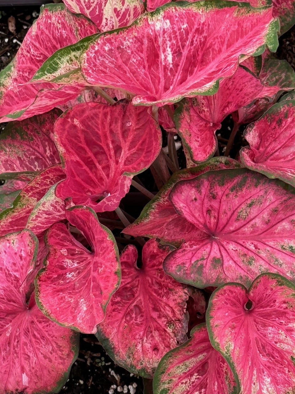 What to Plant: Garden Guy has a Heart to Heart talk on 'Blushing Bridge ...