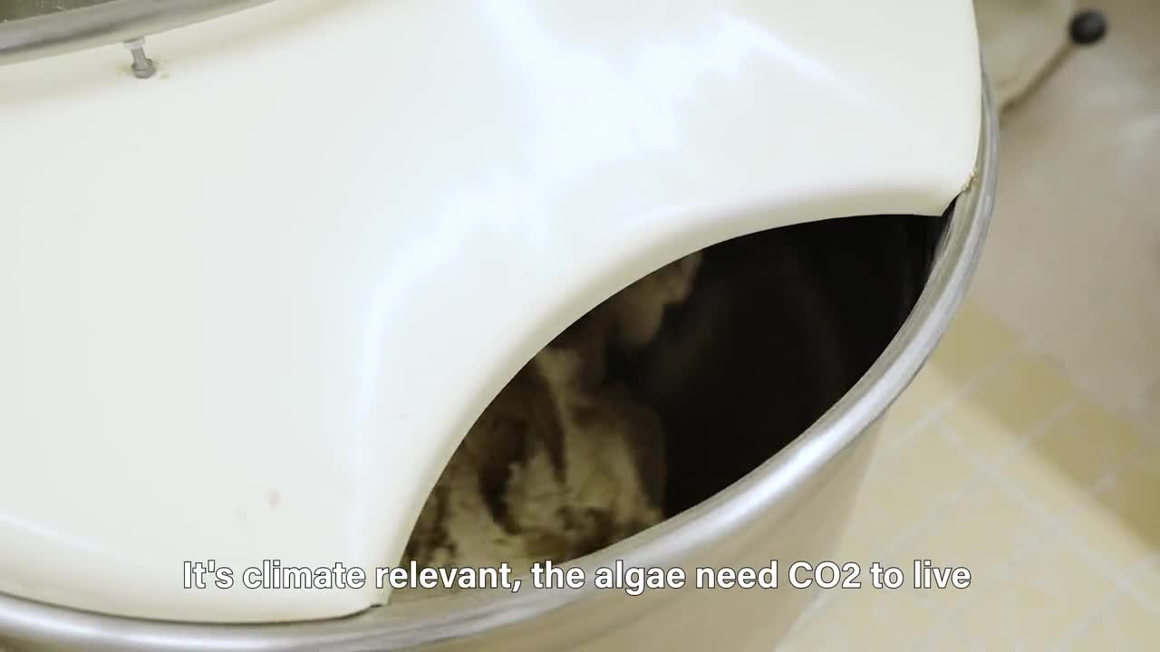 Using algae in sweets to protect the planet