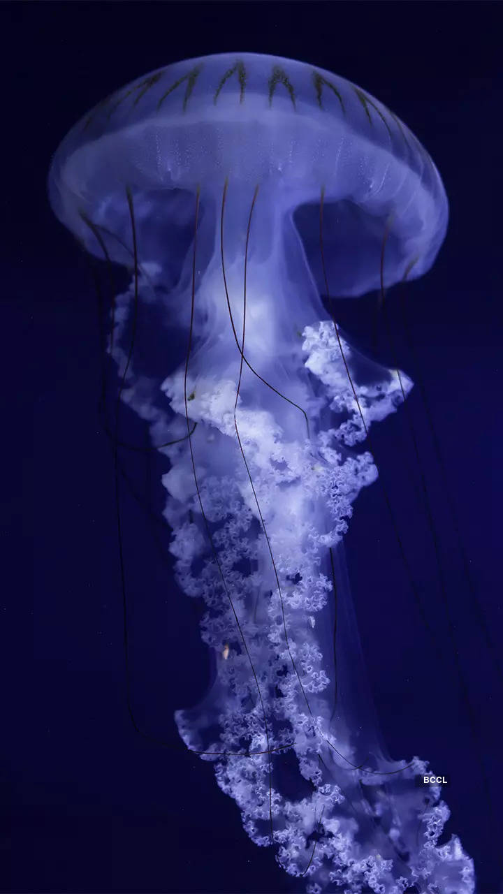 10 most beautiful sea animals