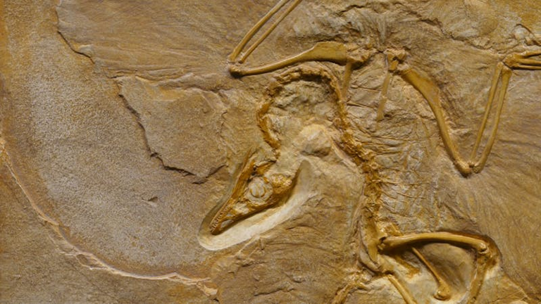Scientists Discover Dinosaur Face That Still Has Its Skin