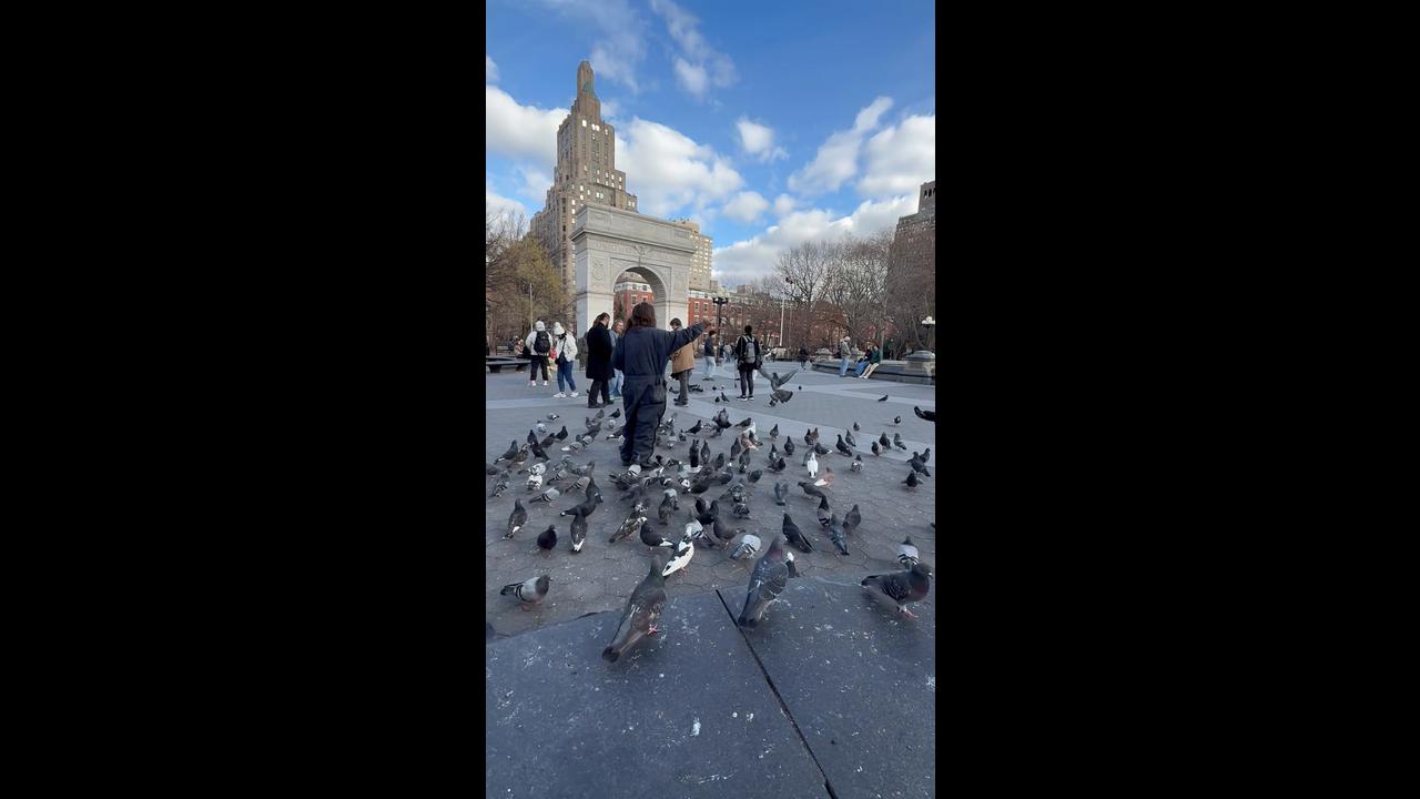 Man Has Masterfully Trained New York Pigeons