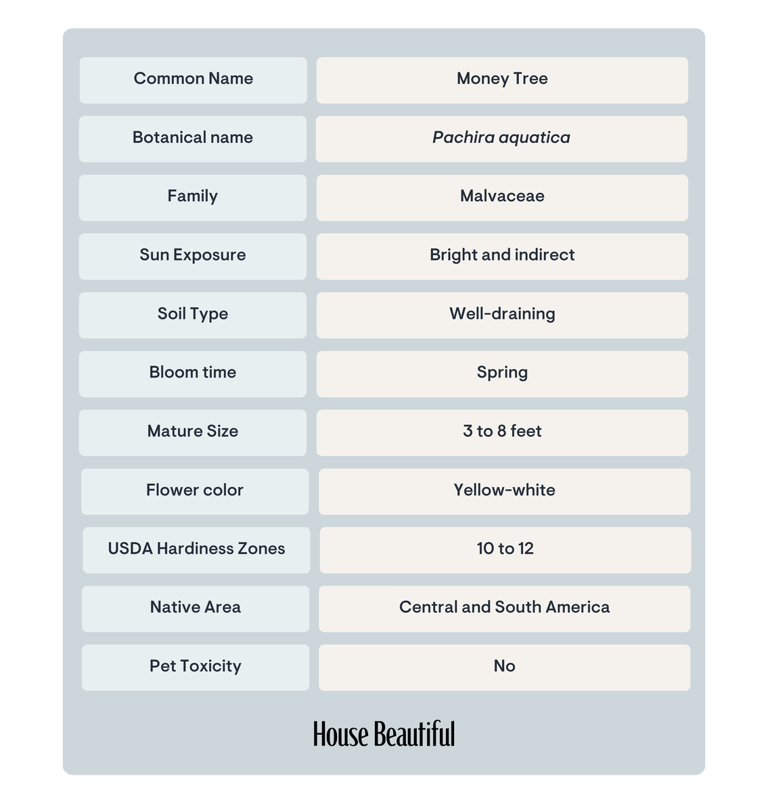 This Is Considered the LUCKIEST Indoor Plant You Can Buy