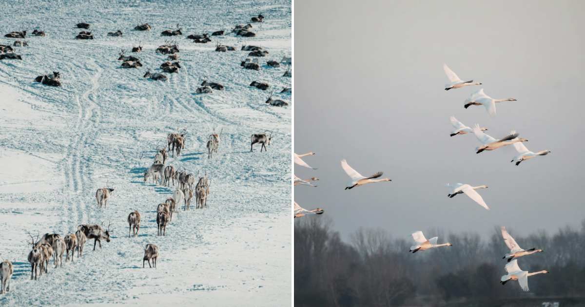 Animals Are Mass Migrating to the Northern Hemisphere Due to Climate ...