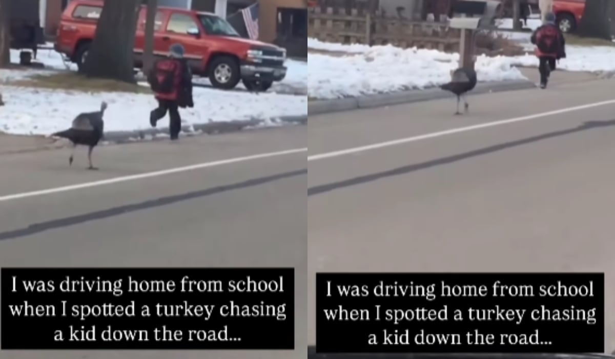 Mujer graba a un pavo persiguiendo a un niño camino a la escuela