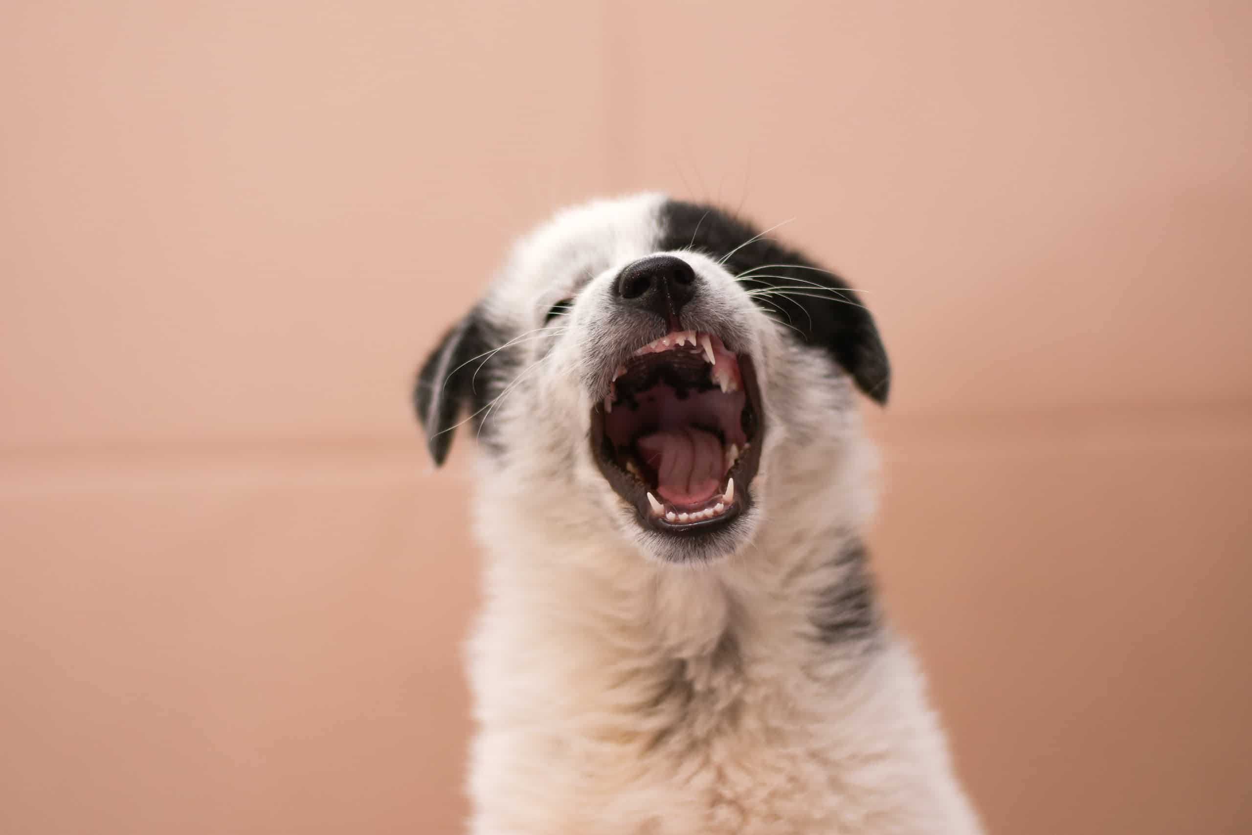 7 Amazing Animals That Can Talk Like Humans