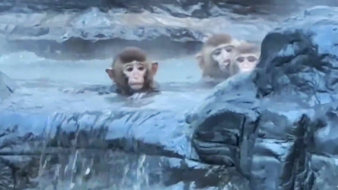 ¡Día de spa! Descubre a estos monos relajándose en aguas termales de China
