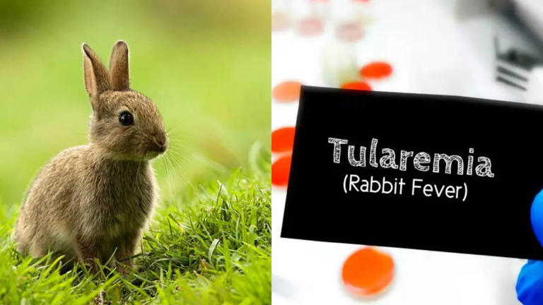 What Is Rabbit Fever or Tularaemia? Why Is There A Surge In Cases ...