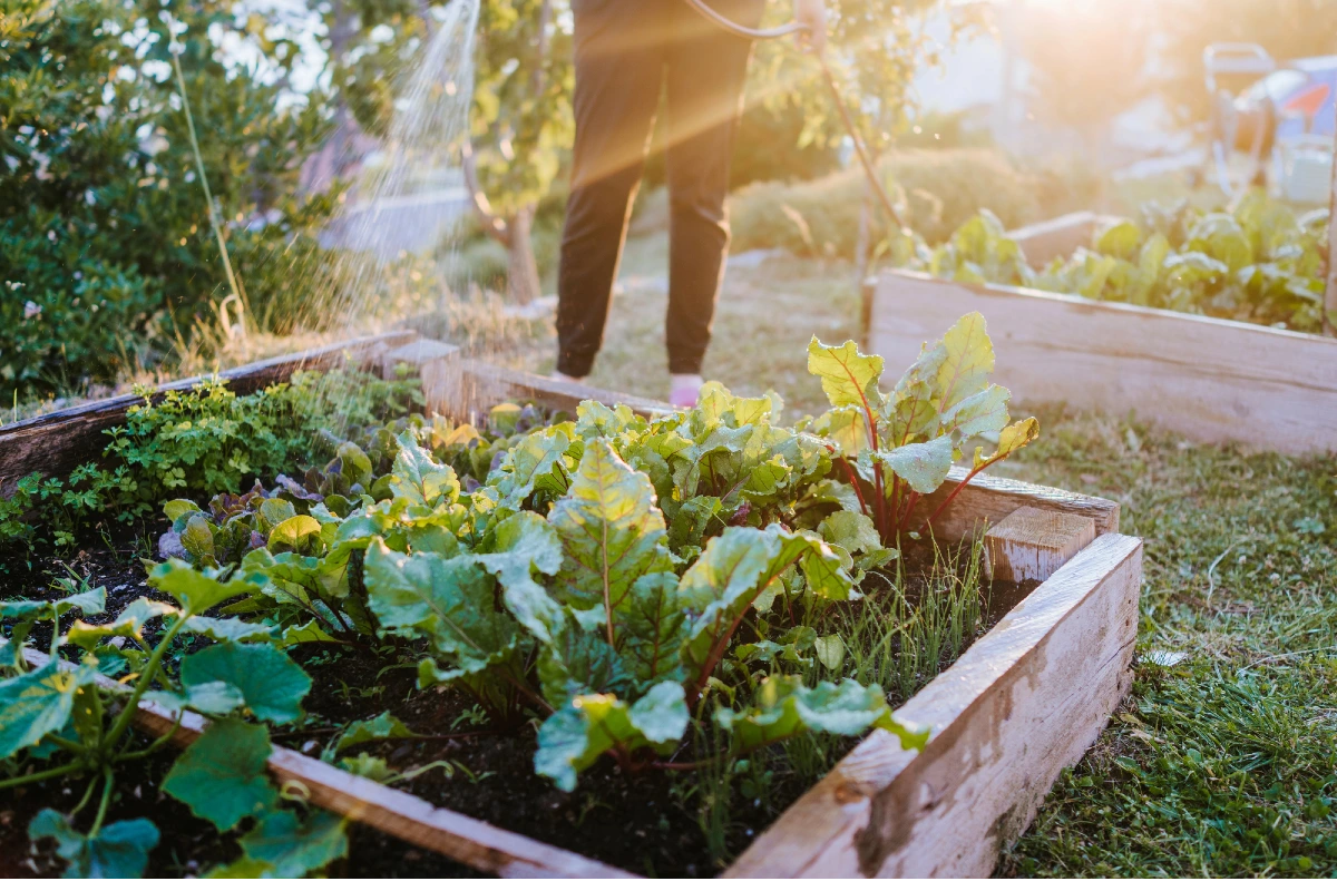 13 raised bed vegetable garden ideas for total beginners