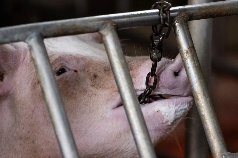 Pensioner killed and eaten by neighbour's pigs in horror Christmas Day ...