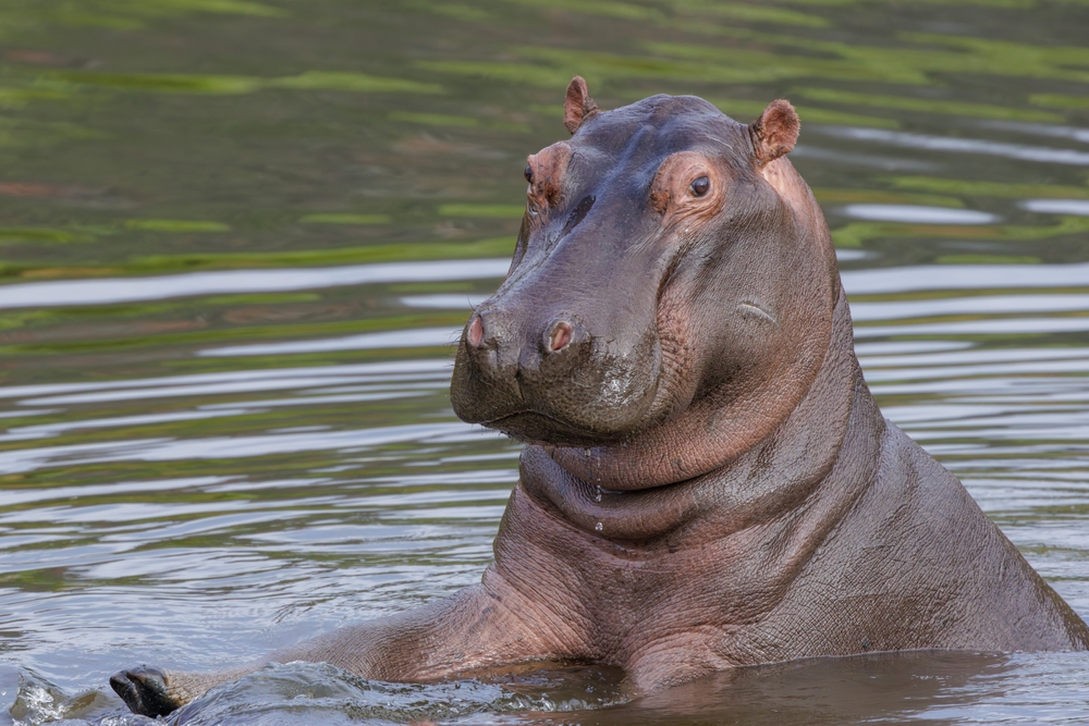 13 Shocking Truths About Hippos You Never Knew
