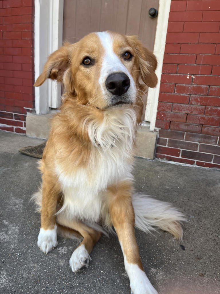 This love letter to dogs praises them as ‘creatures of commitment’