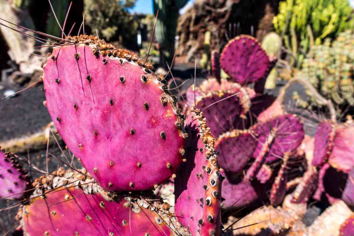 Por qué hay nopales morados y dónde podemos encontrarlos