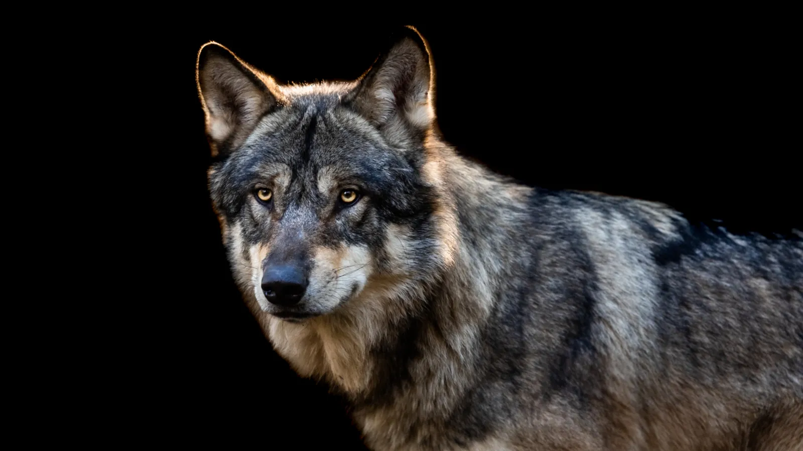 Supergirl Movie Adds Jason Momoa as Lobo