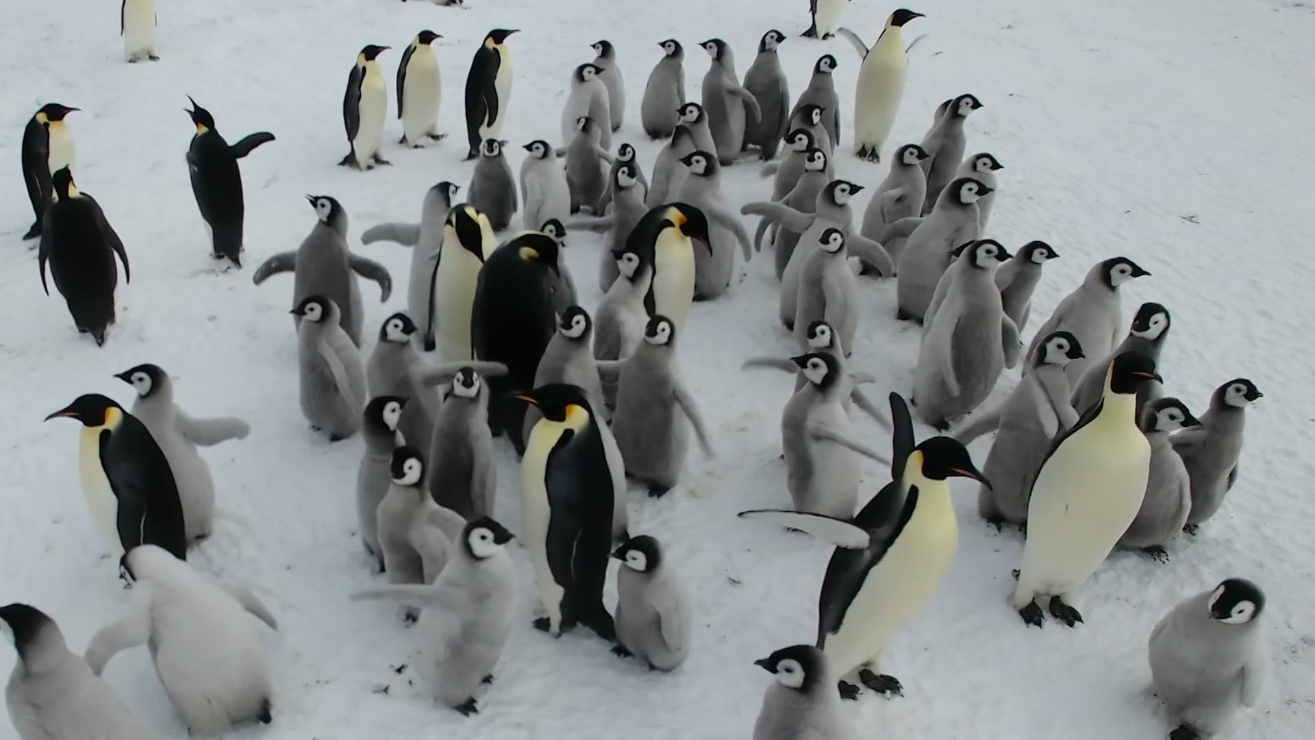 Majestätische Pinguinkolonien: Ein Blick aus der Vogelperspektive