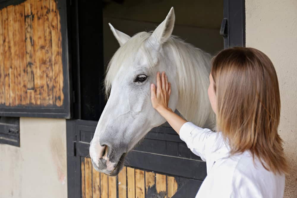 24 Fascinating Horse Facts Every Animal Lover Should Know