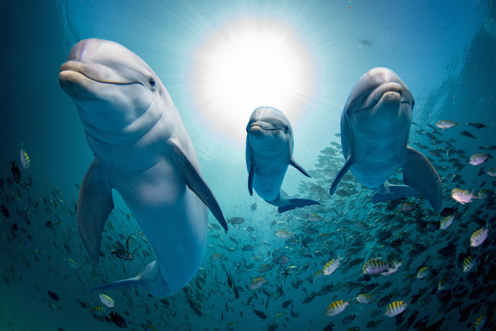 13 Cool Human-Like Behaviors Dolphins Totally Pull Off