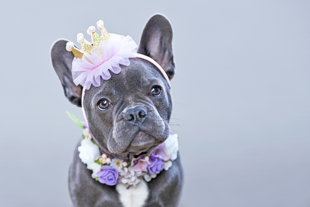 15 Fabulous Facts About Frenchies That Will Melt Your Heart