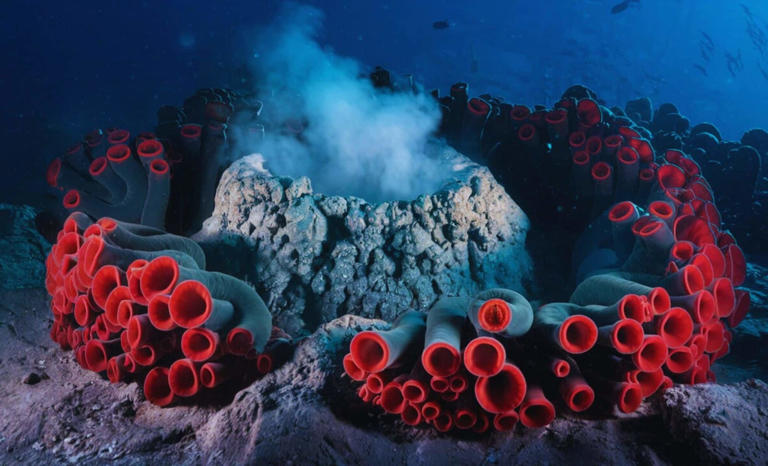 Scientists Stunned by Giant Ocean Worms Living in Volcanic Cracks—A ...
