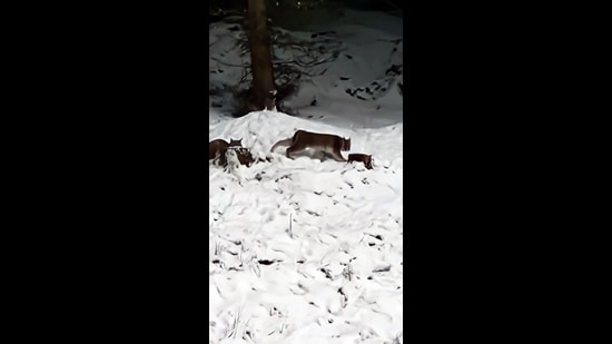 Captured lynx had been tamed and are used to humans, says expert