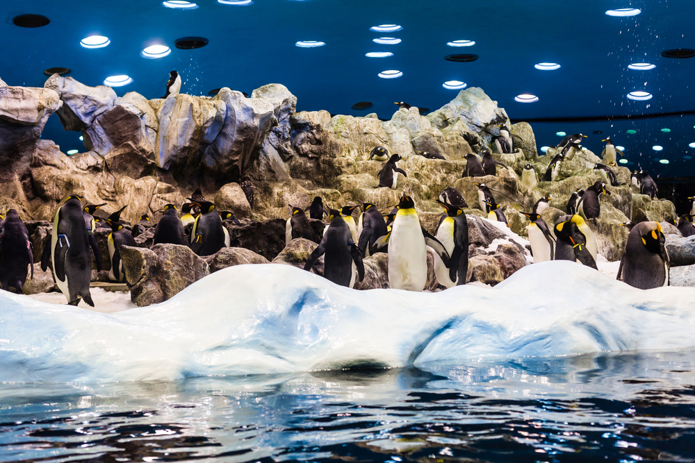 Best zoos in America for animal lovers