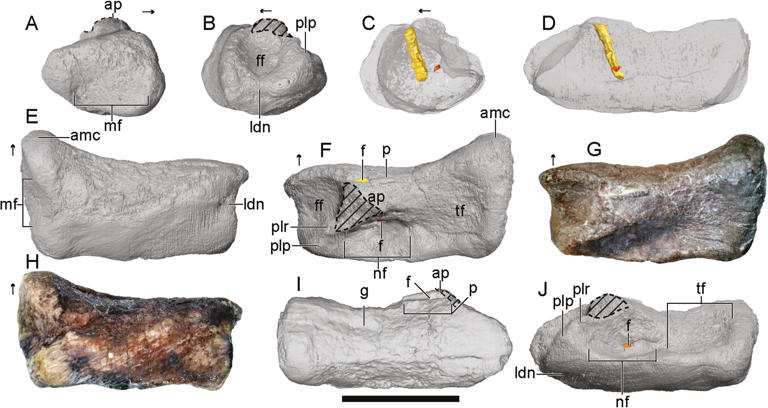 Fossil Discovery Rewrites Global Dinosaur History