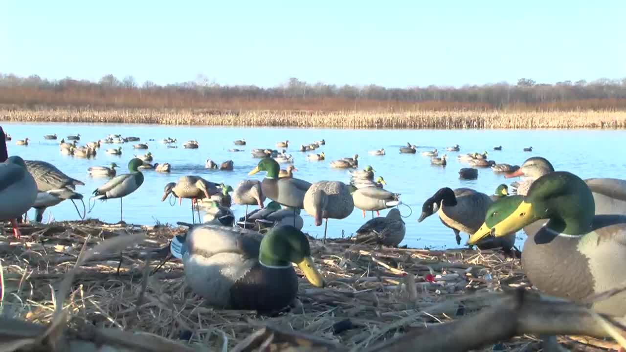Duck hunters benefit from winter weather in the Mid-South