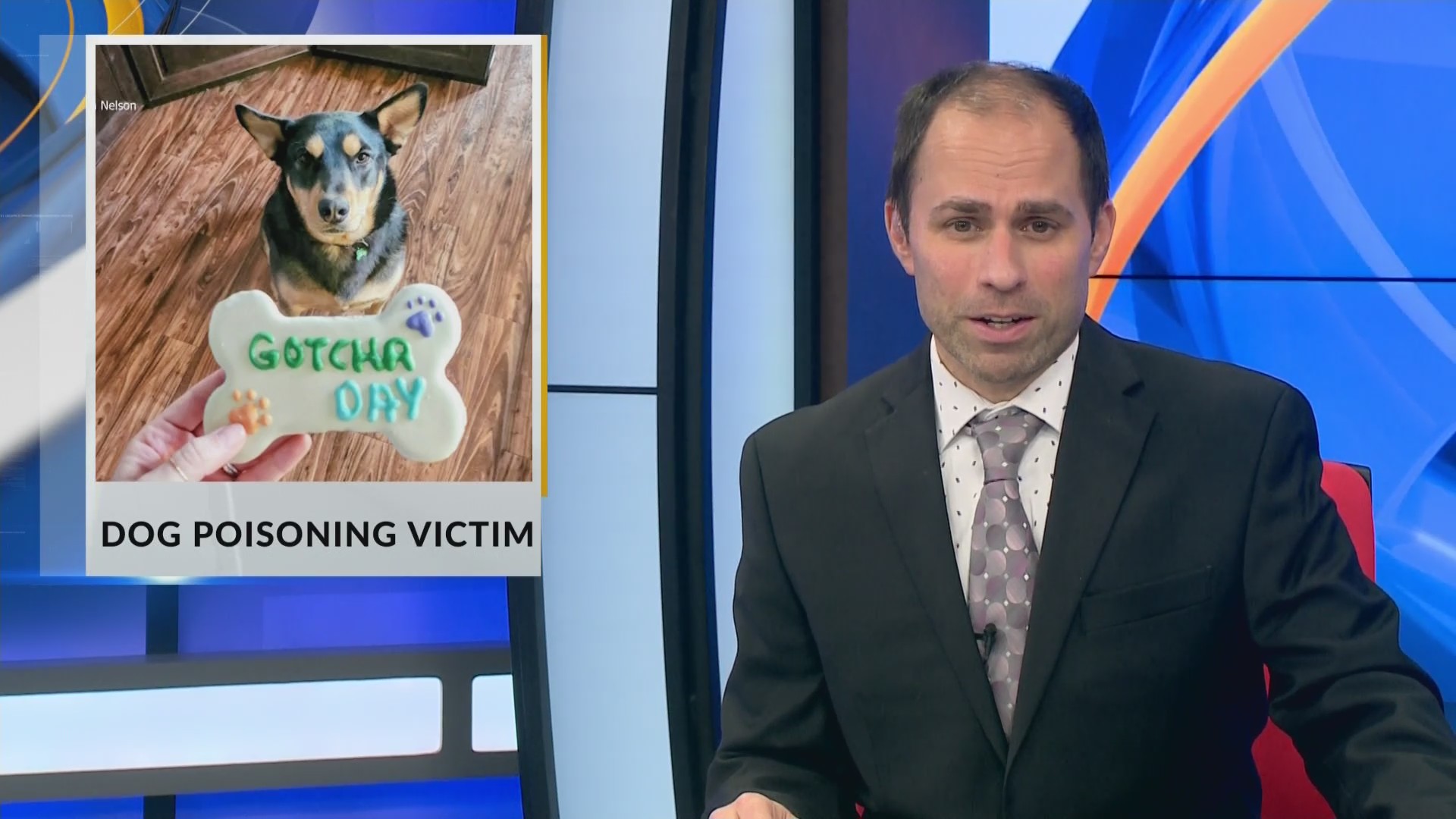 Dog Poisoning Victim