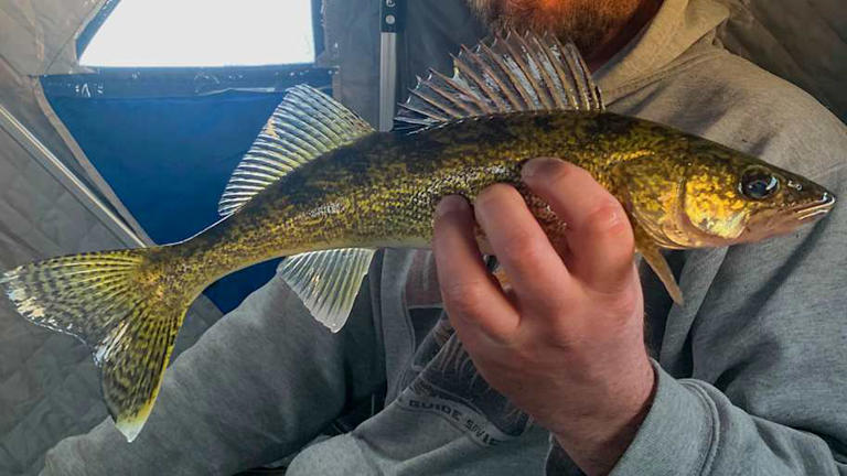 Top 3 Walleye Baits for Ice Fishing: Proven Setups for Winter Success