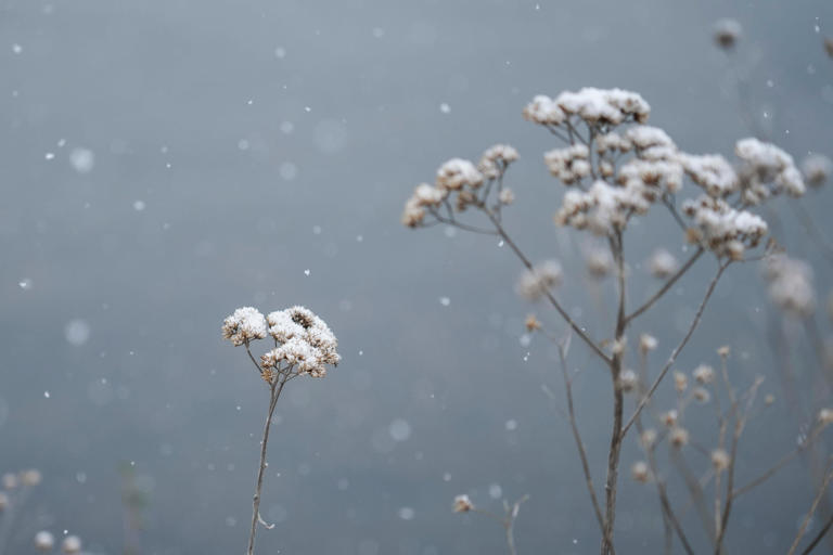 Is it supposed to snow this week in Knoxville, East Tennessee? How cold ...