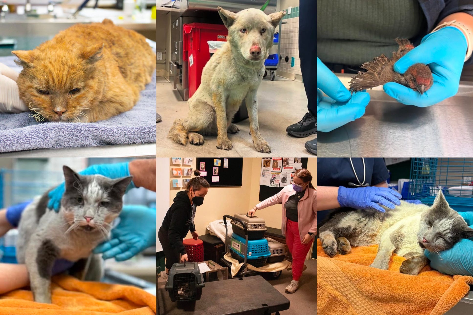 Miranda Lambert’s MuttNation works to assist California animal shelters ...