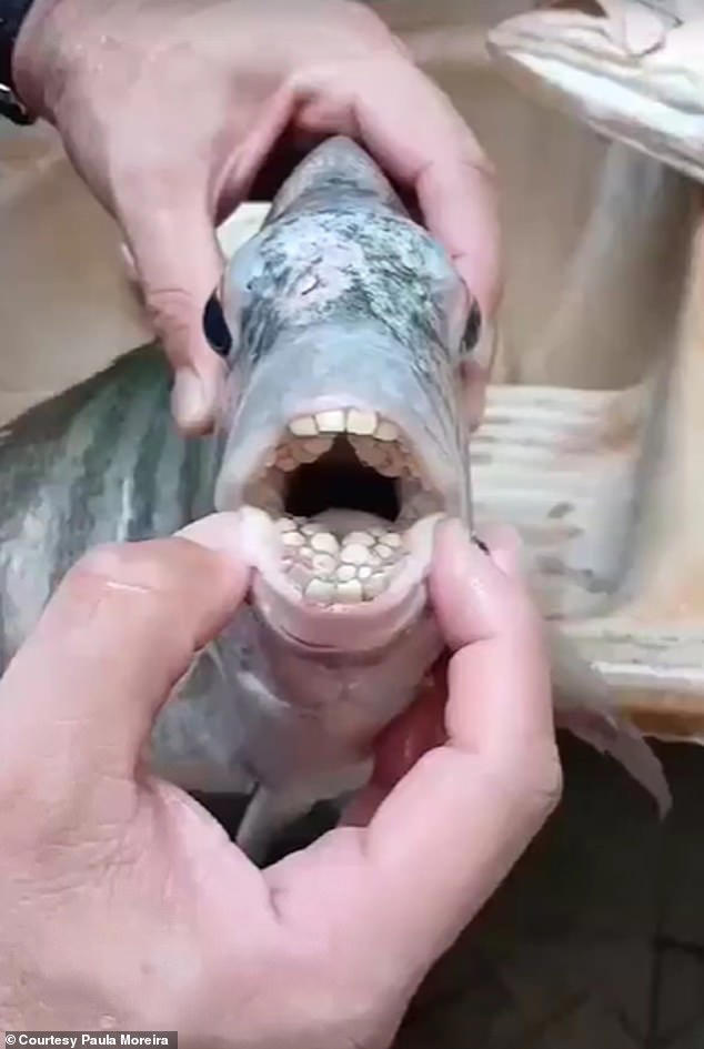 Fish with 'human teeth' makes a splash as seafood find goes viral