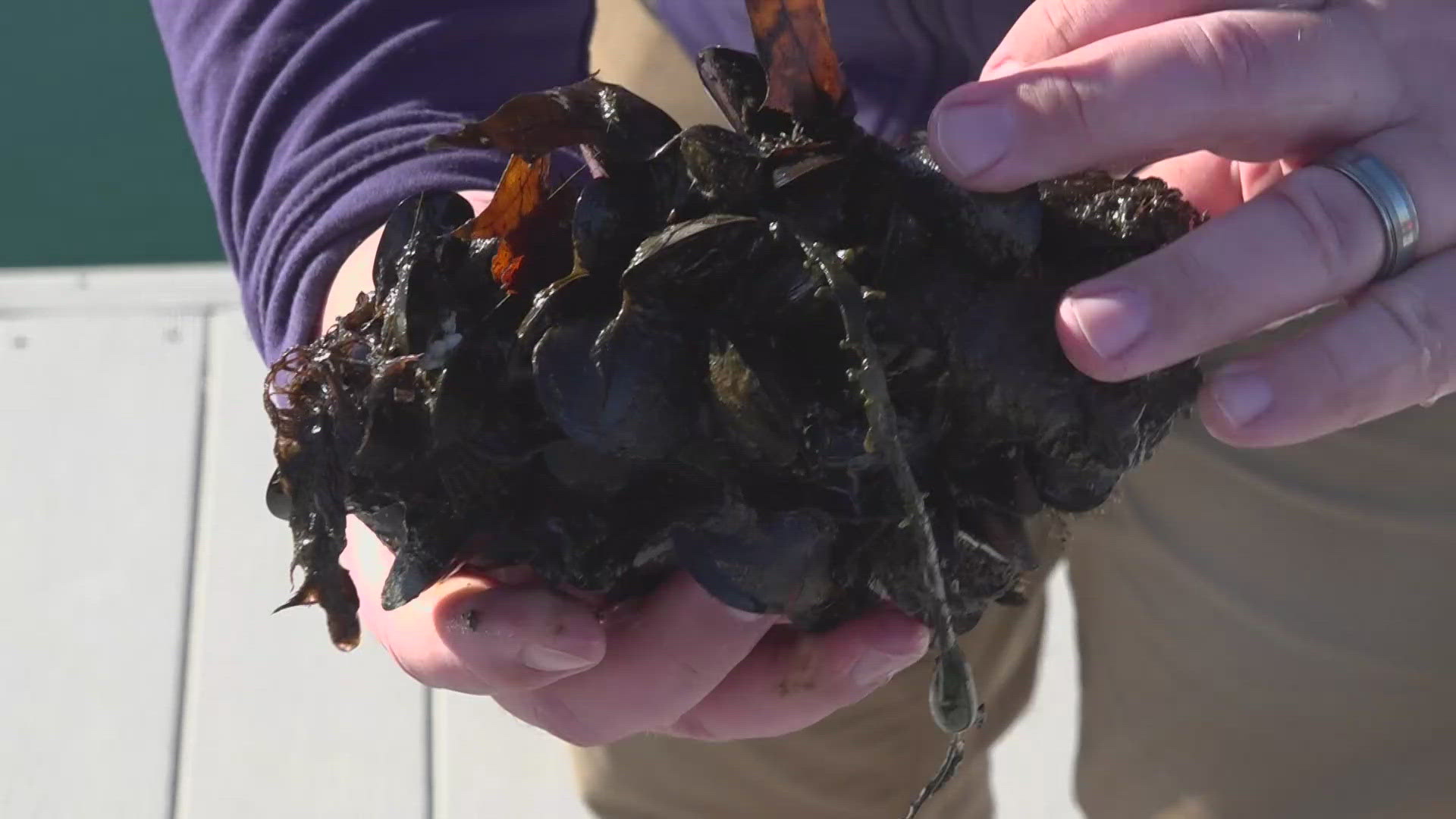 In search of mussels—no, not those muscles