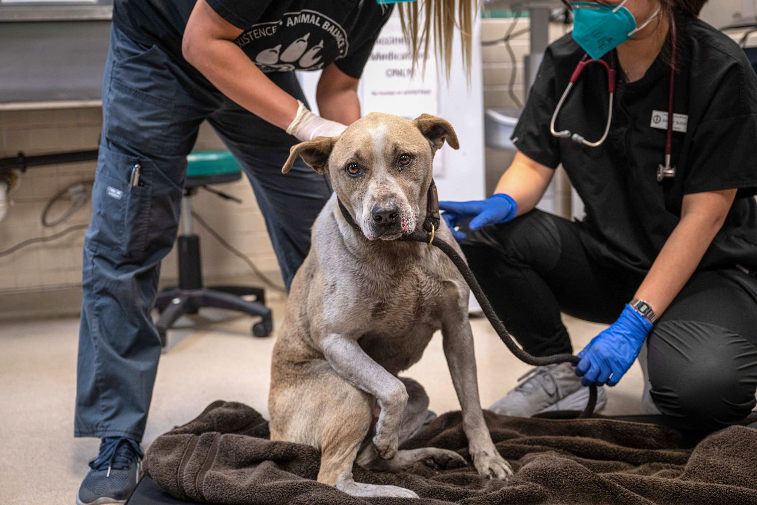 California rescue groups open their doors to pets, some with burns and ...
