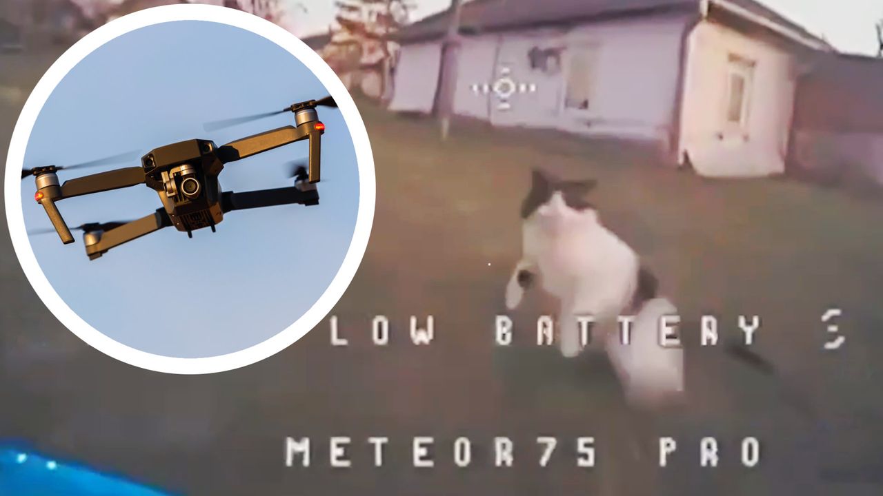 Stray cat takes down DRONE with paw swipe in Ukraine warzone