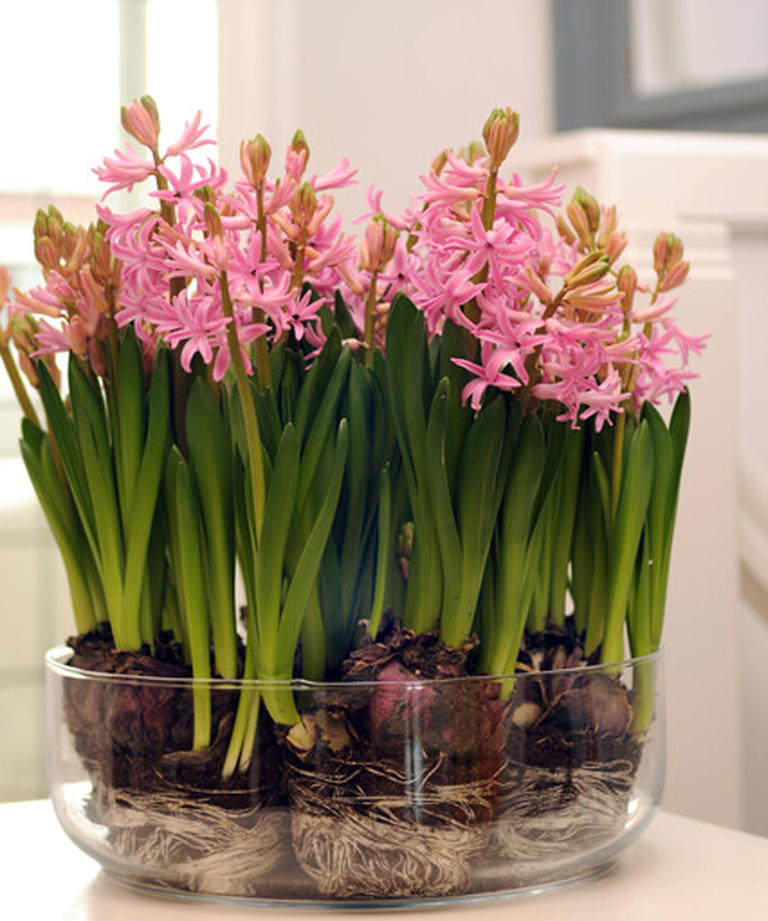 Easy Fragrant Flowers to Grow in a Small Apartment — 8 Special ...