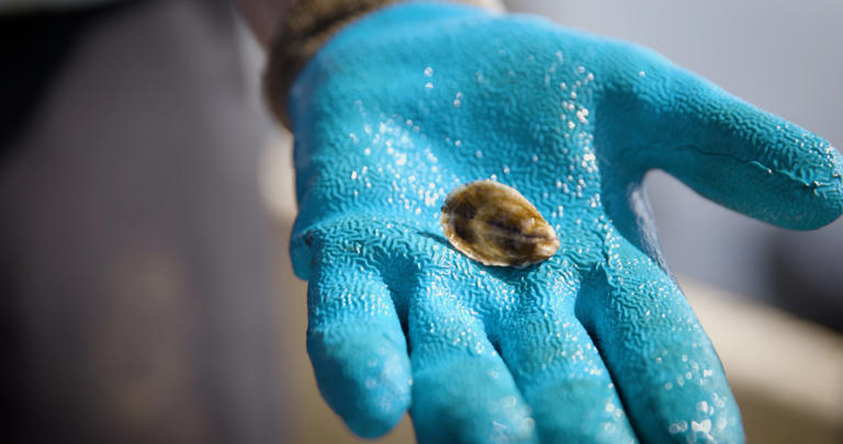 Documentary on collapse of Florida's oyster reefs will debut on PBS ...
