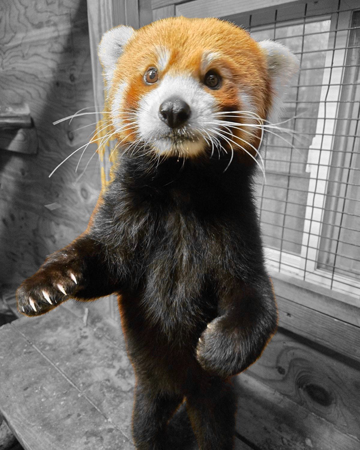 'David Bowie,' the red panda of Cape May Zoo renown, has died